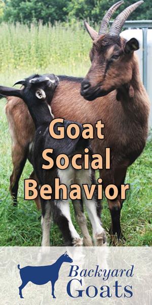 Goat Accents: Do They Have Them and Why? - Goat Journal